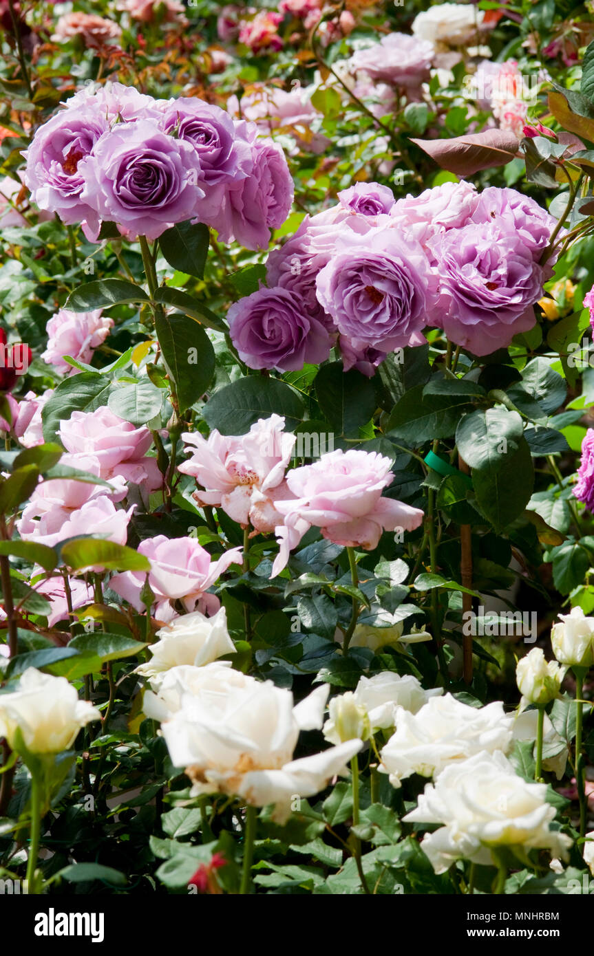 The rose milano hi-res stock photography and images - Alamy