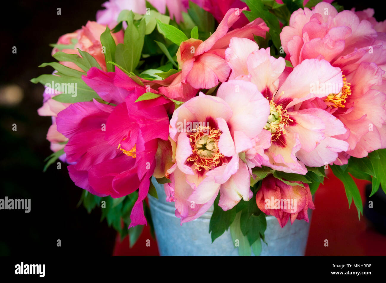 Peonie bouquet hi-res stock photography and images - Alamy