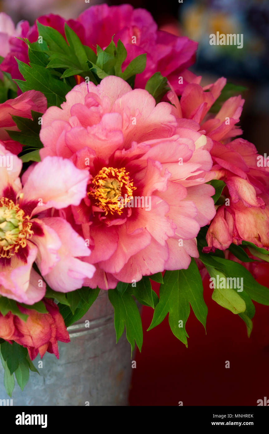 Peonie bouquet hi-res stock photography and images - Alamy