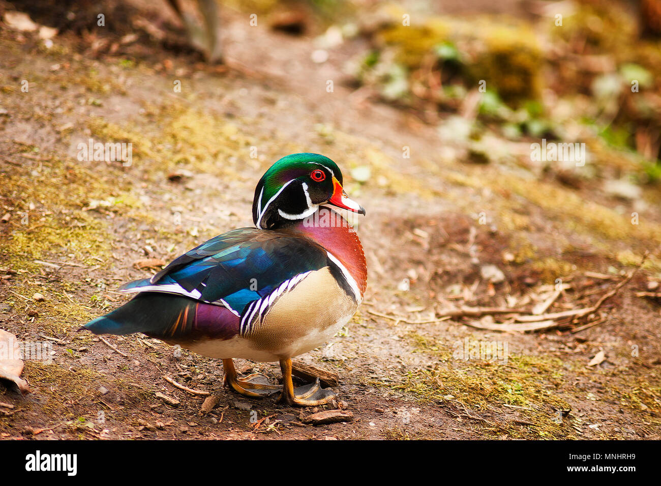 Fascinating iridescent colors of this stunning waterfowl known as a ...