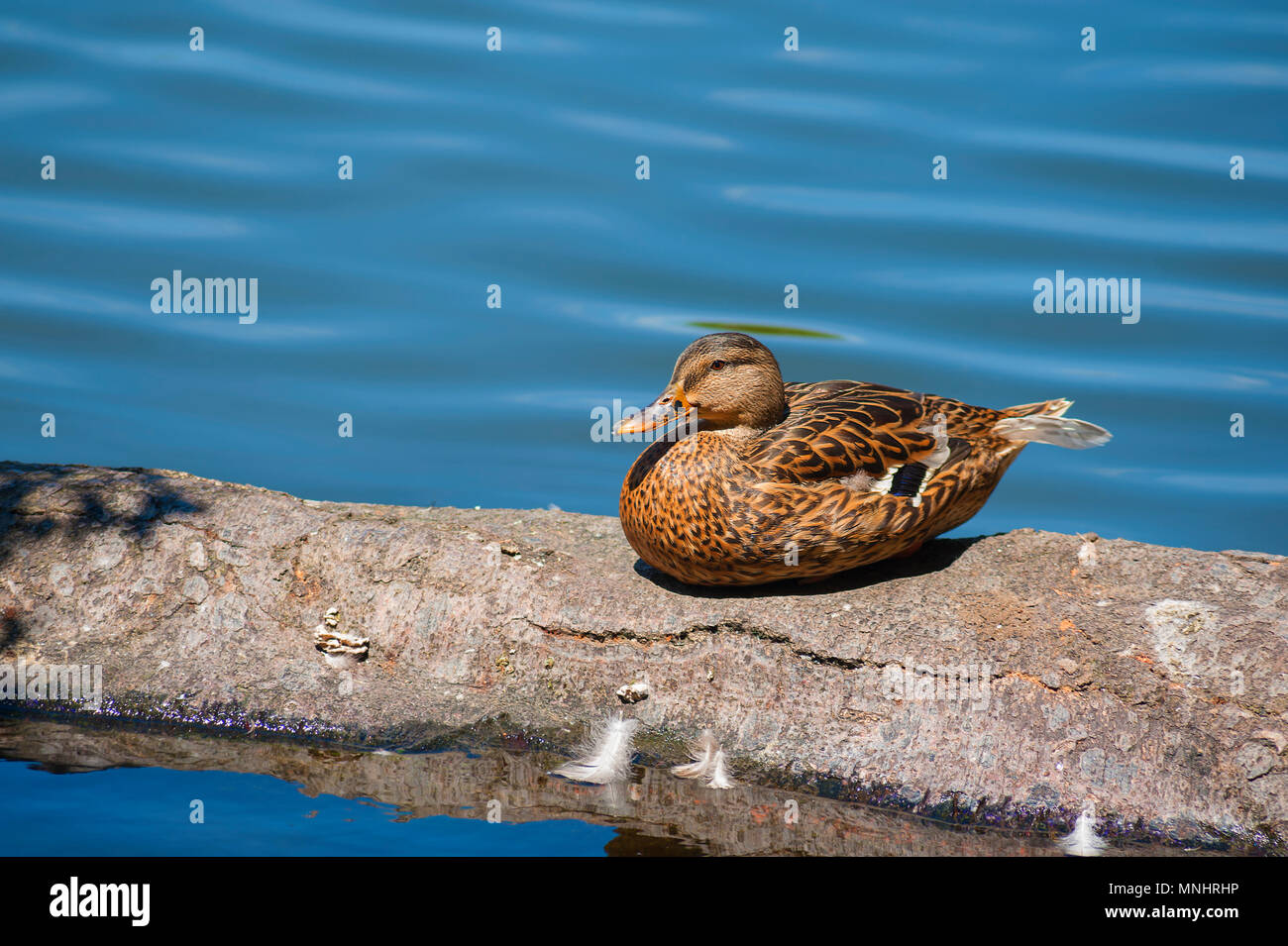 Dabbling duck hi-res stock photography and images - Alamy