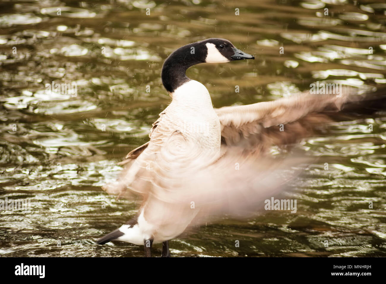 Canada Goose Flapping Wings High Resolution Stock Photography and ...