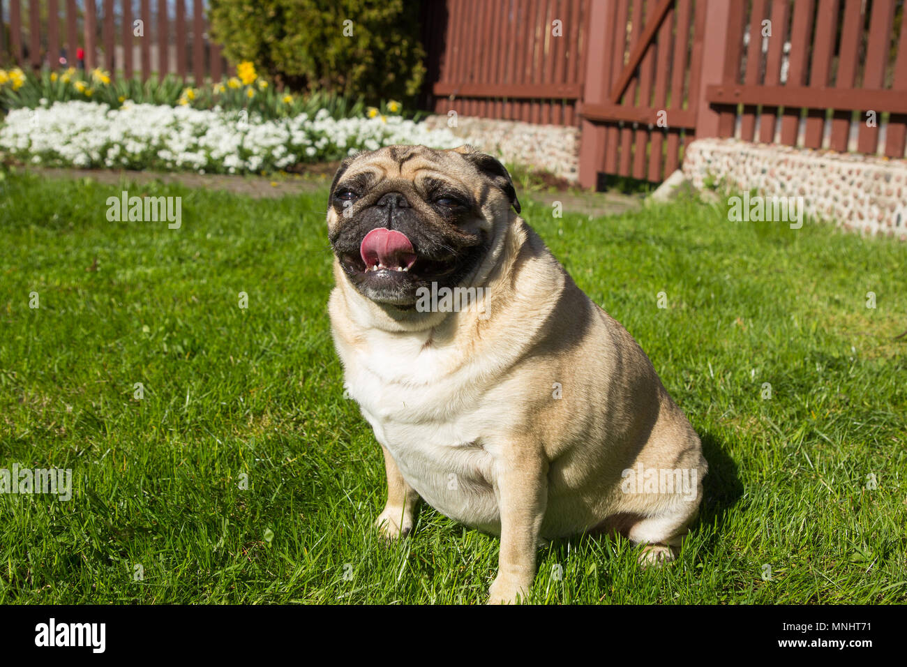 Pug dog in the garden Stock Photo - Alamy