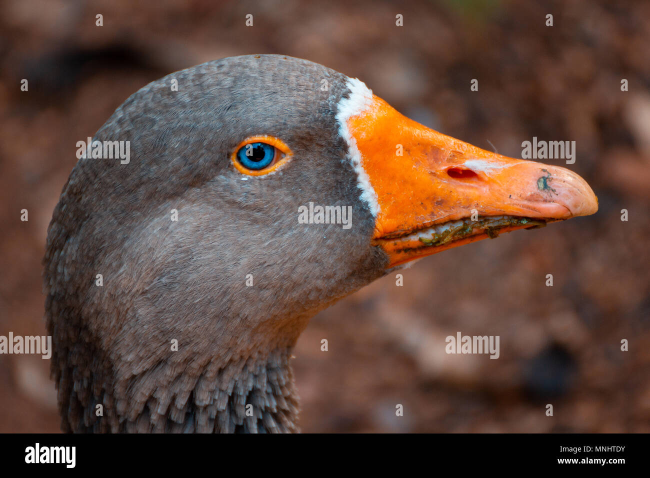 Blue_eyes hi-res stock photography and images - Alamy
