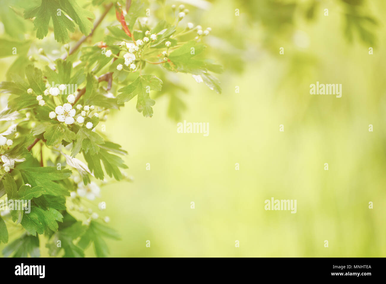 Spring flowers frame Stock Photo - Alamy