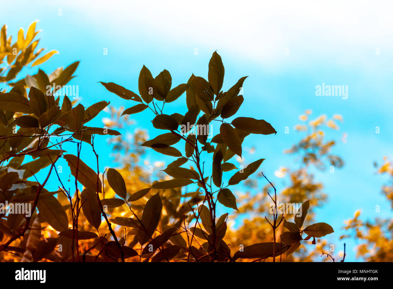 Crazy colors hi-res stock photography and images - Alamy