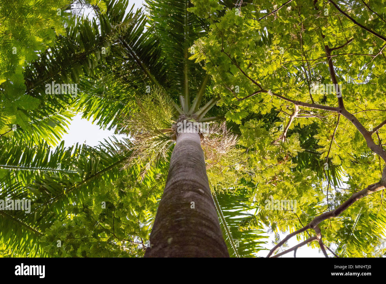 High Palm Tree Stock Photo - Alamy