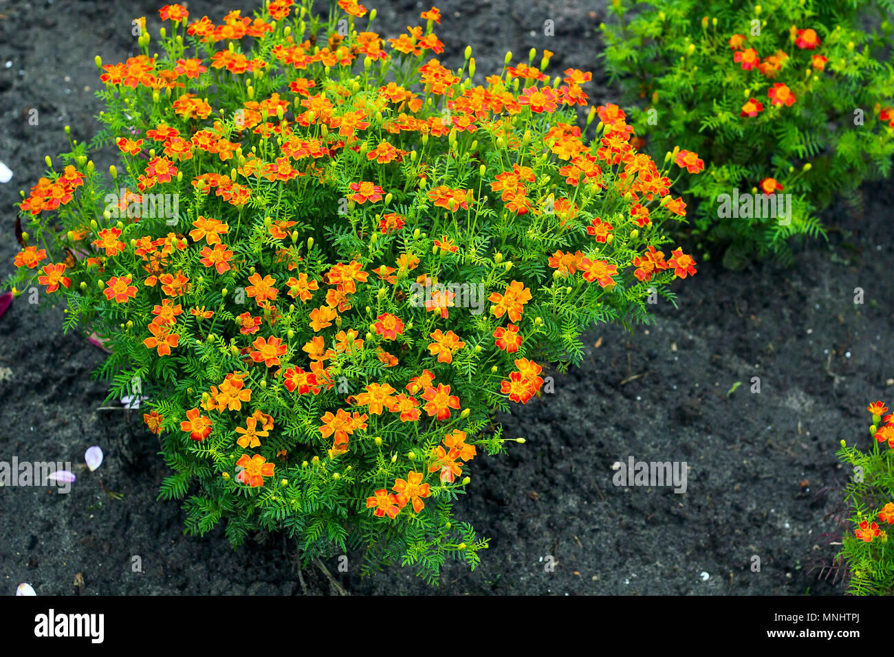 Tagetes tenuifolia signet hi-res stock photography and images - Alamy