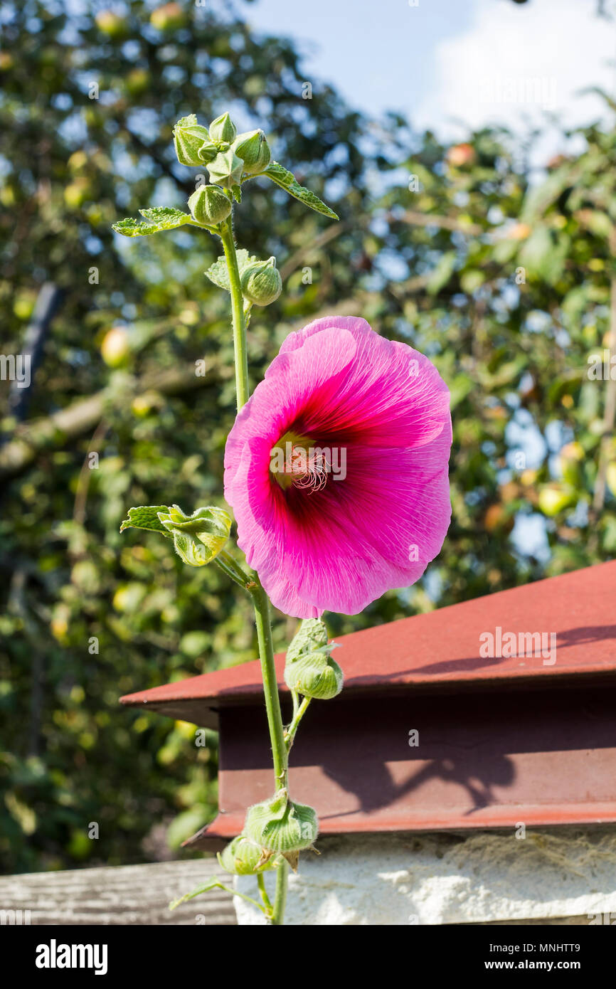 Large flower of pink Malva grow in summer garden Stock Photo - Alamy