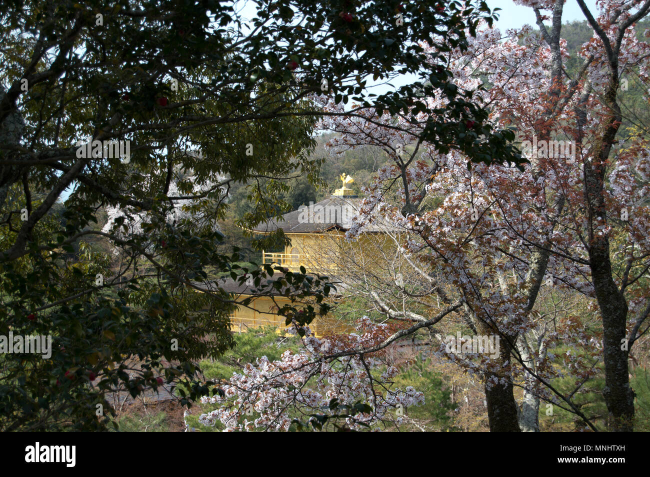 Golden pavilion kyoto blossom hi-res stock photography and images - Alamy