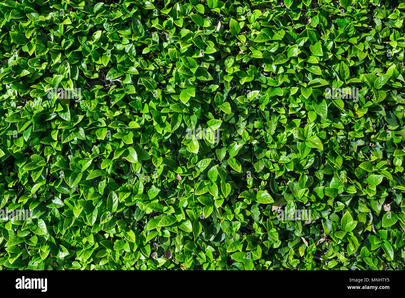 Bush seamless texture background hi-res stock photography and images ...