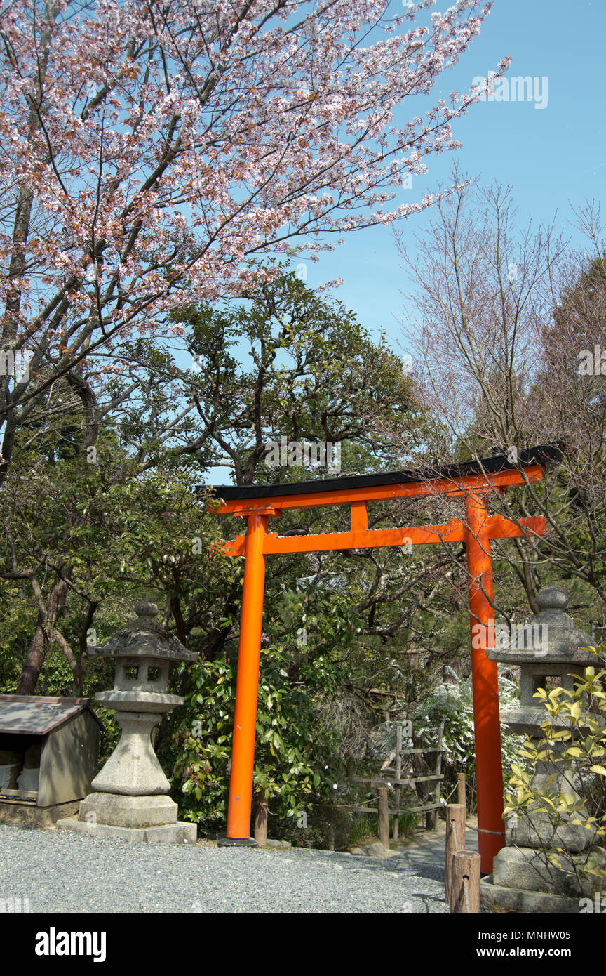 Red torii at Ryoan-ji temple in Kyoto, Japan during cherry-blossom ...