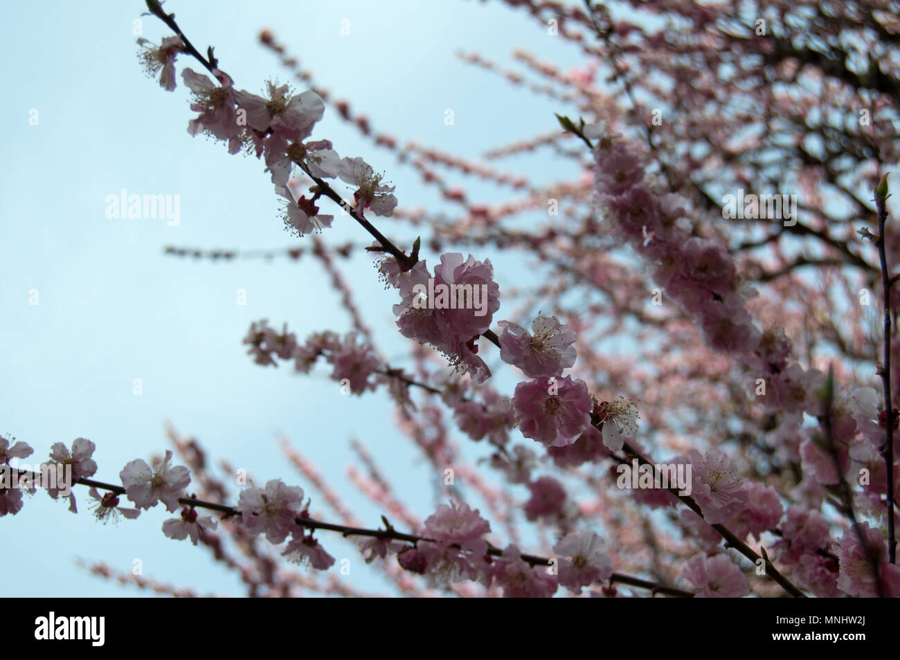 Cherry blossom (Prunus serrulata) in full bloom in Japan during sakura ...