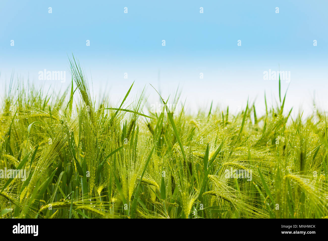 Wheat Background Hd