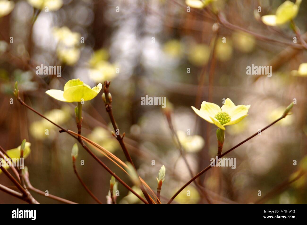 Natural yellow flowers hi-res stock photography and images - Alamy