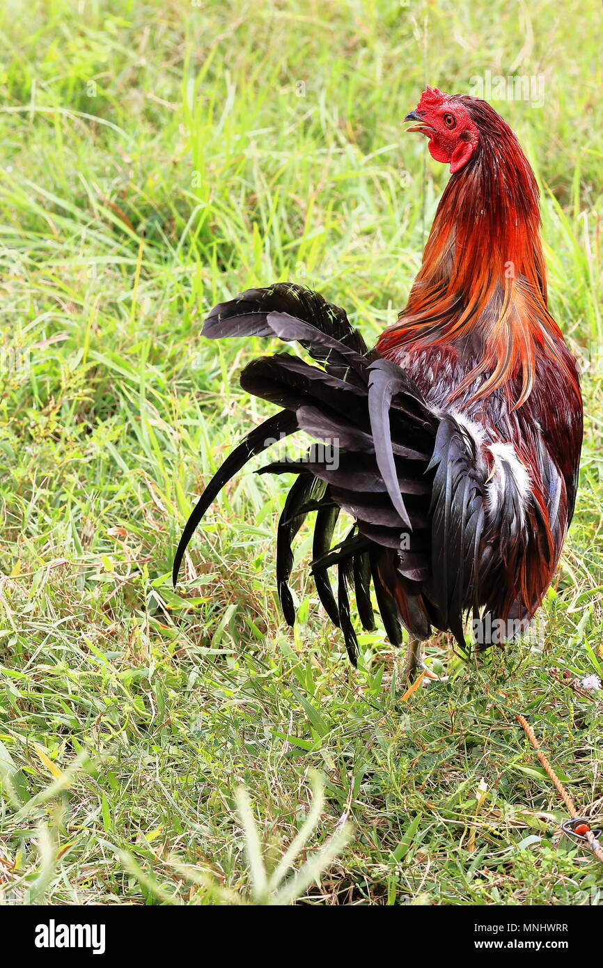 Filipino gamefowl specially bred for fighting in cockfights-national ...