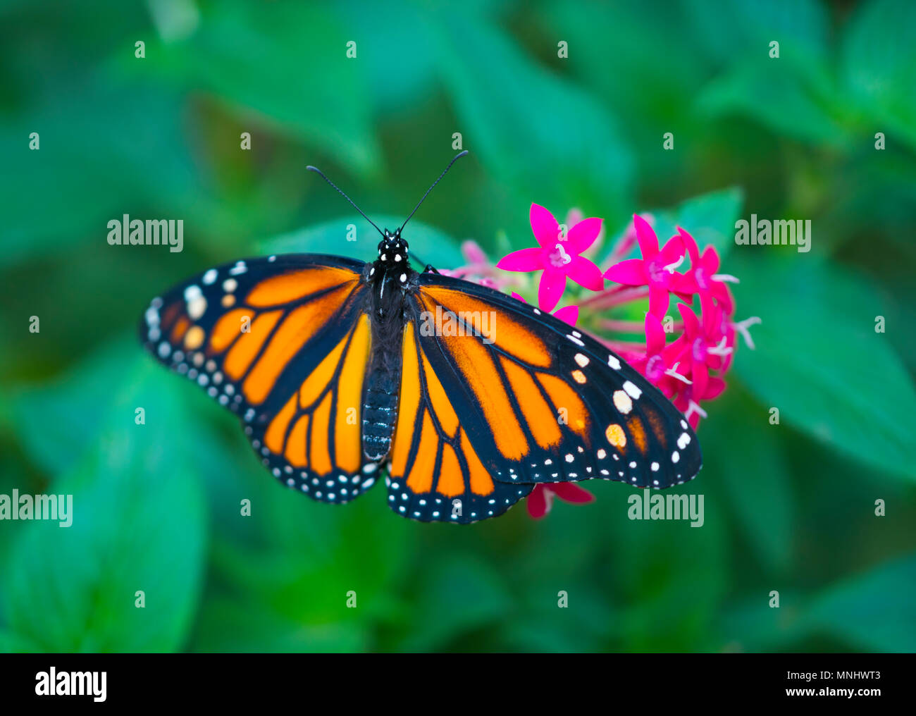 Monarch butterfly - Mariposa Monarca(Danaus plexippus Stock Photo - Alamy