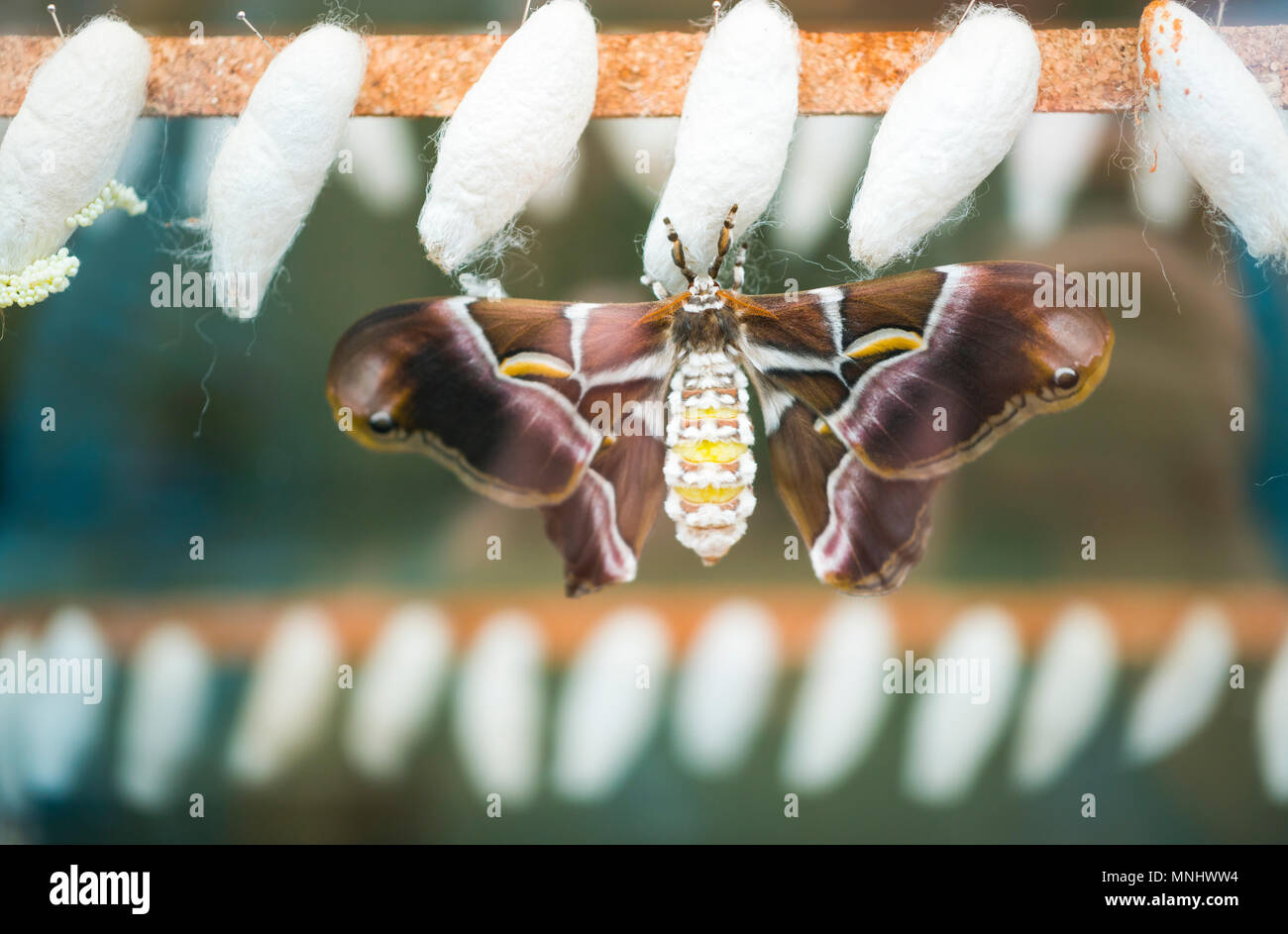 Samia cynthia (ailanthus silkmoth), Saturniidae, Buterflies, Insectos ...