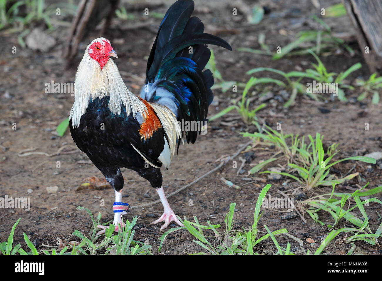Filipino gamefowl specially bred for fighting in cockfights-national ...