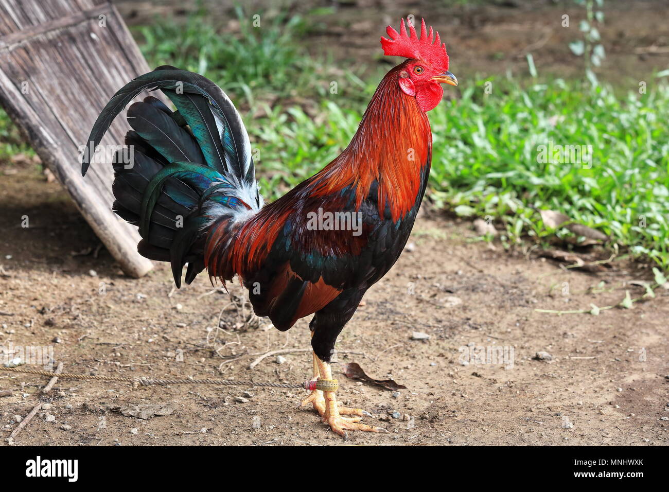 Filipino gamefowl specially bred for fighting in cockfights-national ...