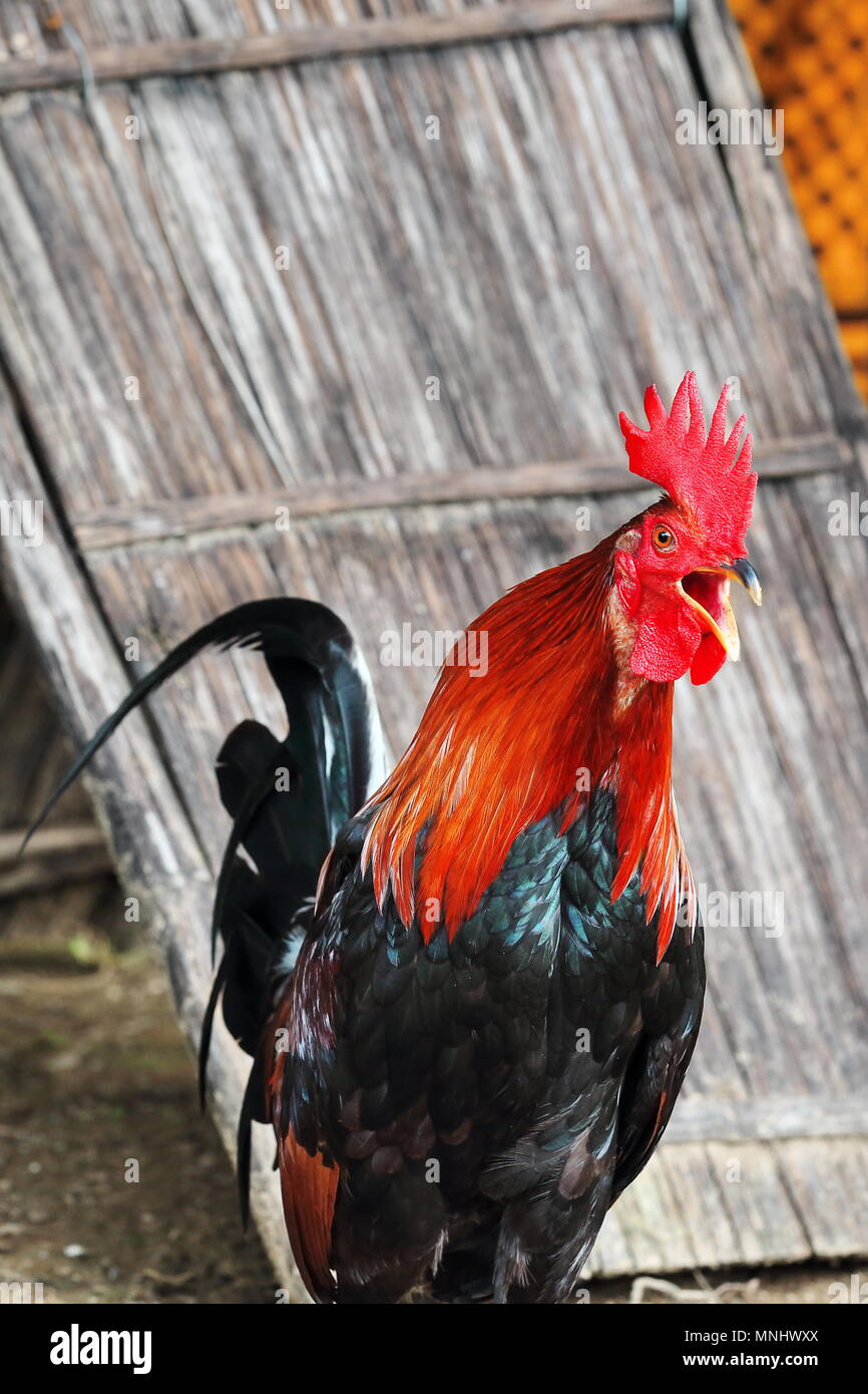 Filipino gamefowl specially bred for fighting in cockfights-national ...