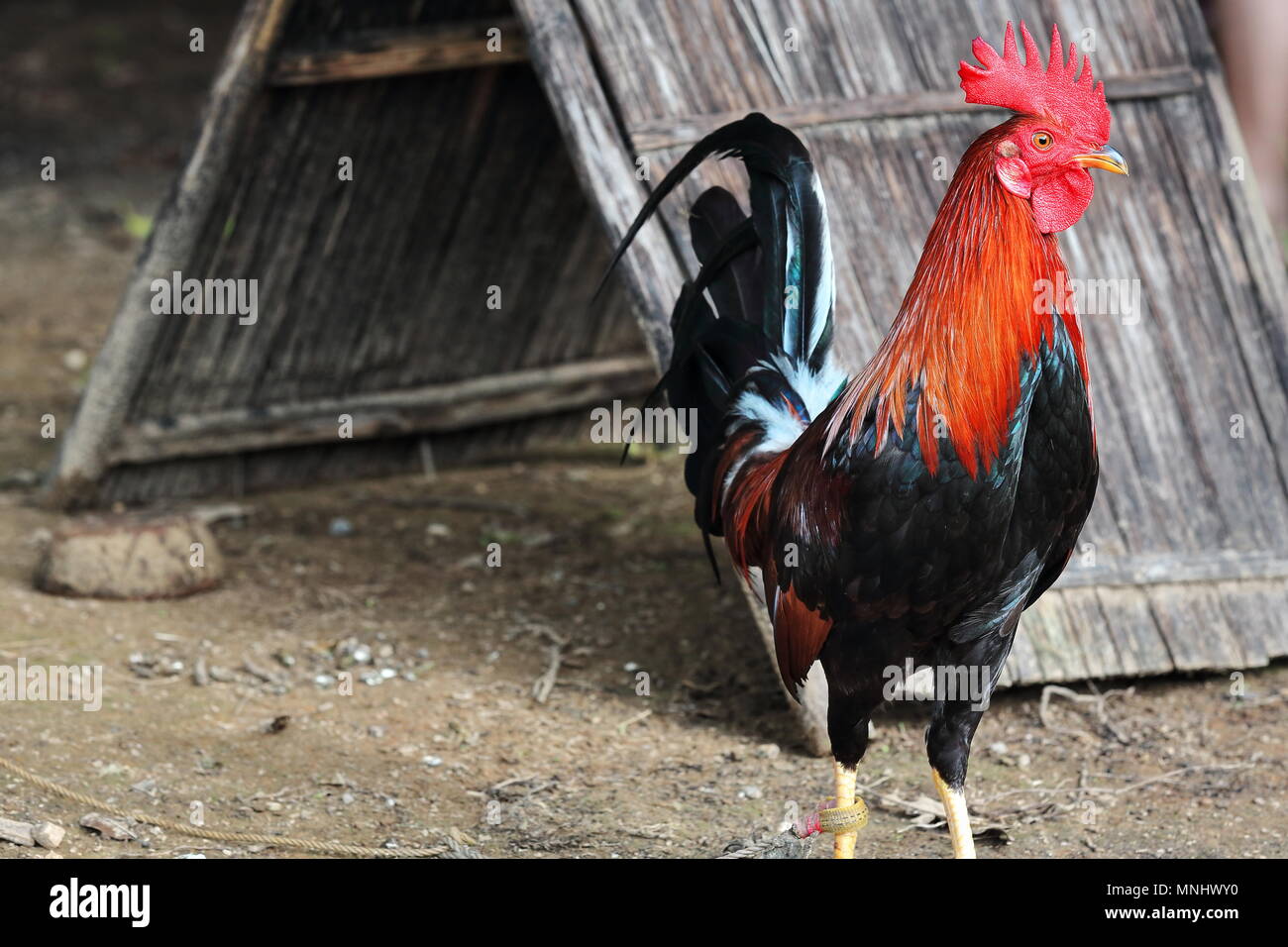 Filipino gamefowl specially bred for fighting in cockfights-national ...