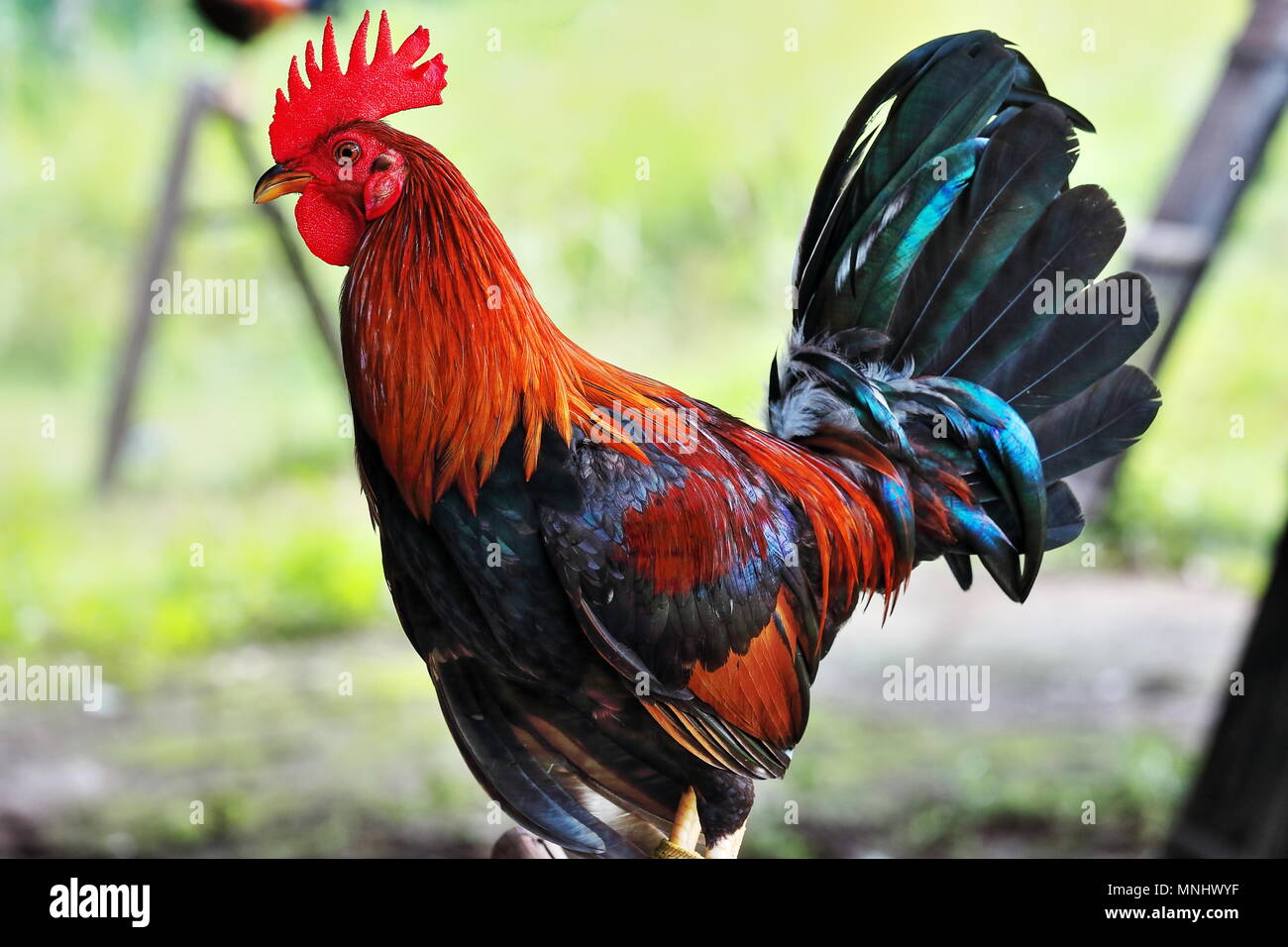 Filipino gamefowl specially bred for fighting in cockfights-national ...