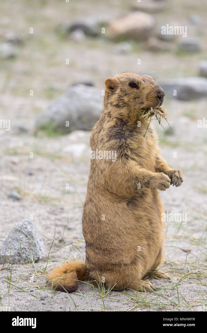 Cute brown Himalayan marmot near Pangong lake, Ladakh, India Stock ...