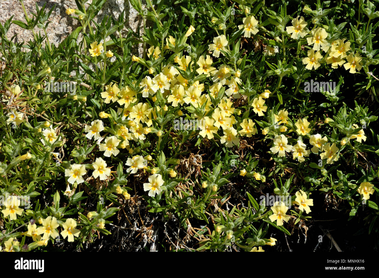 Mimulus flowers hi-res stock photography and images - Alamy