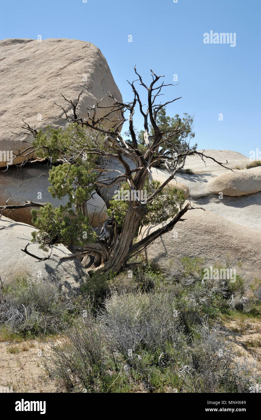 Gnarly juniper tree hi-res stock photography and images - Alamy