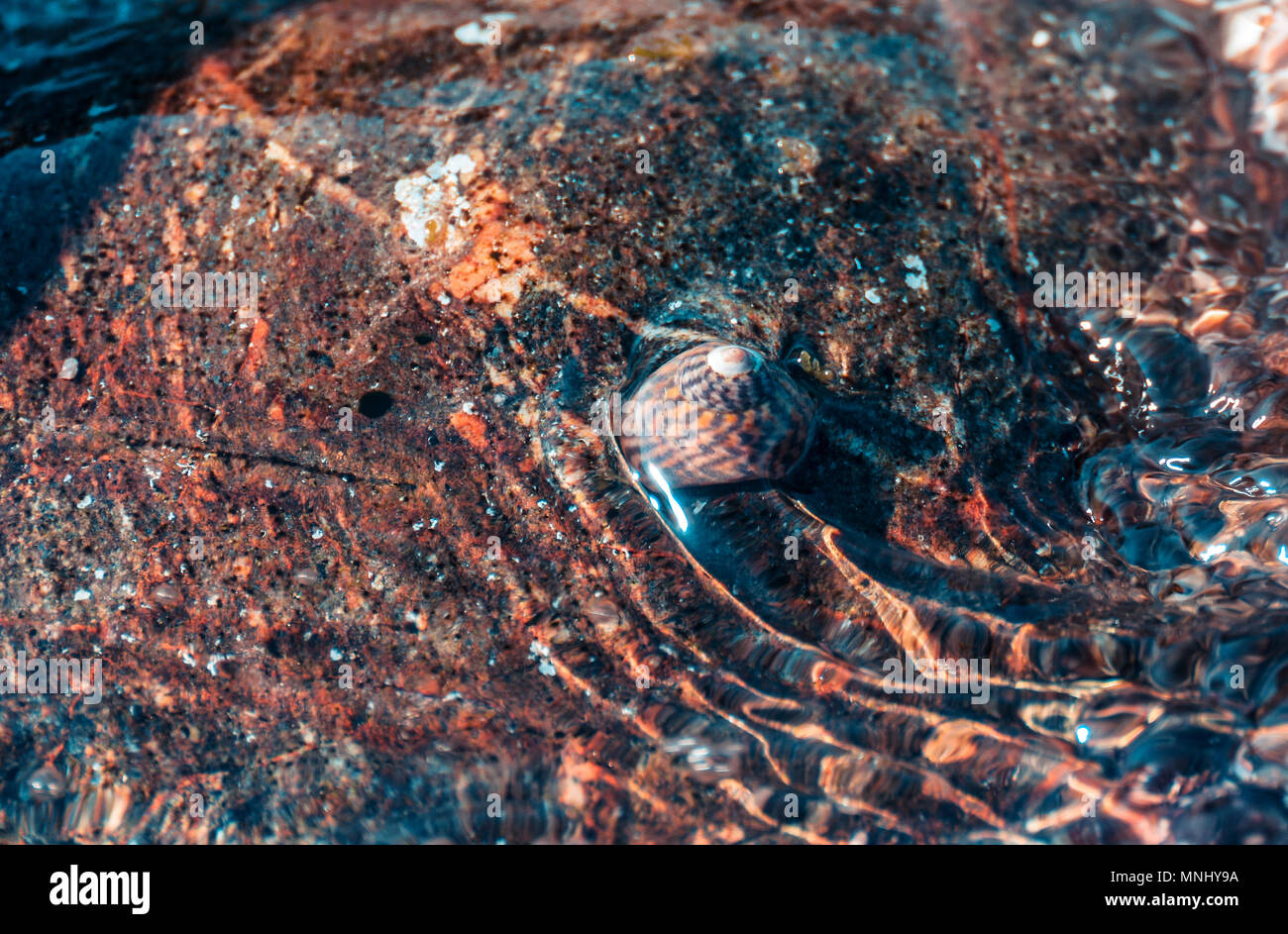 Sea shell discovering hi-res stock photography and images - Alamy
