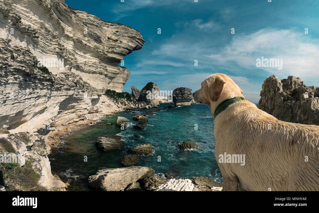 A dog standing in front of the ocean at the beautiful white coast of ...