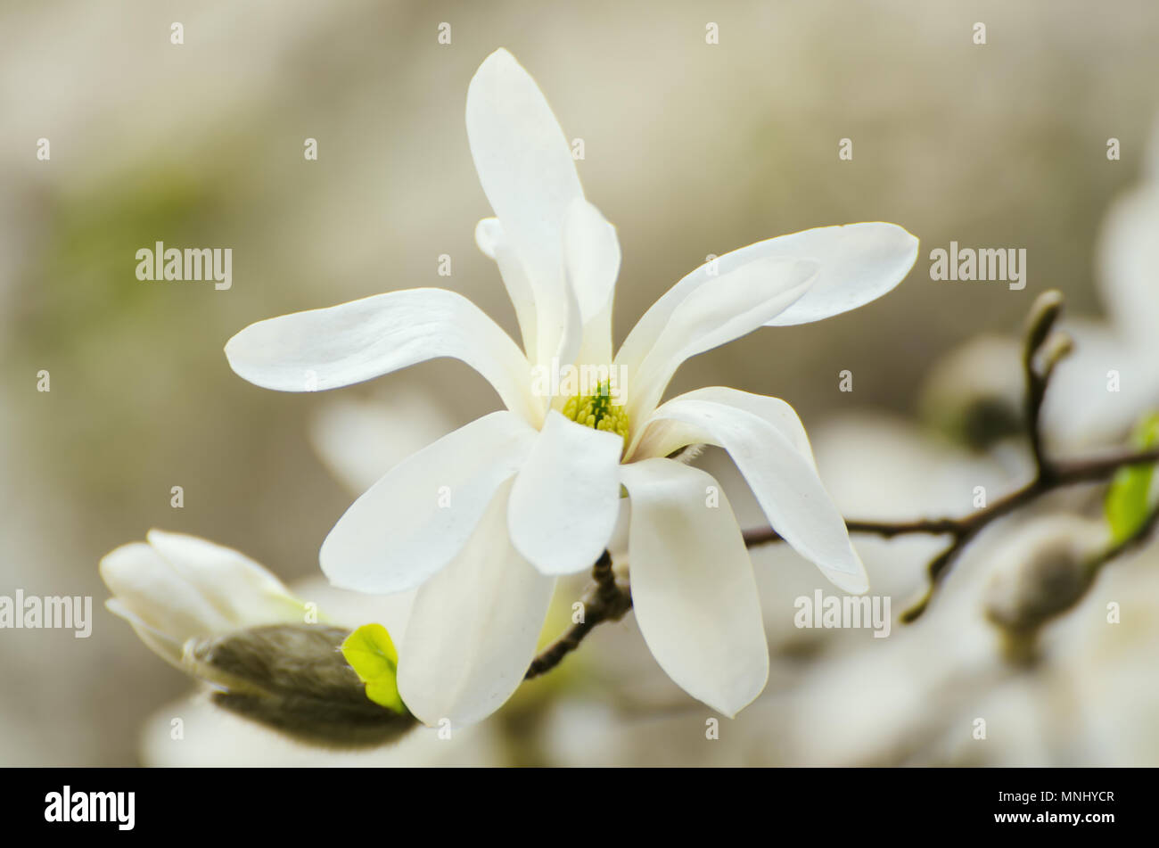 Magnolia spring flowers Stock Photo - Alamy