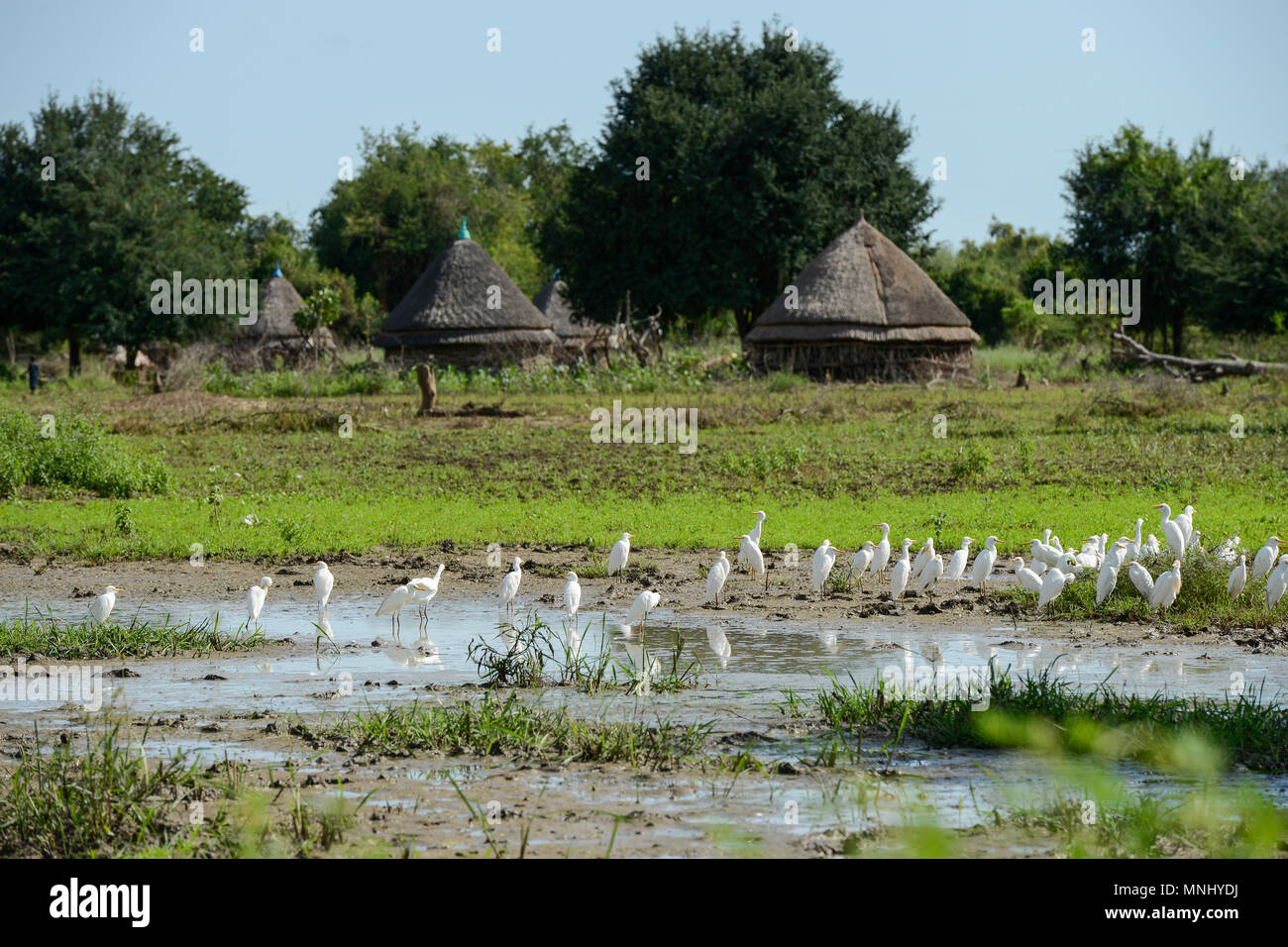 ETHIOPIA, Gambela, region Itang, Nuer village Pilual, white herons on ...