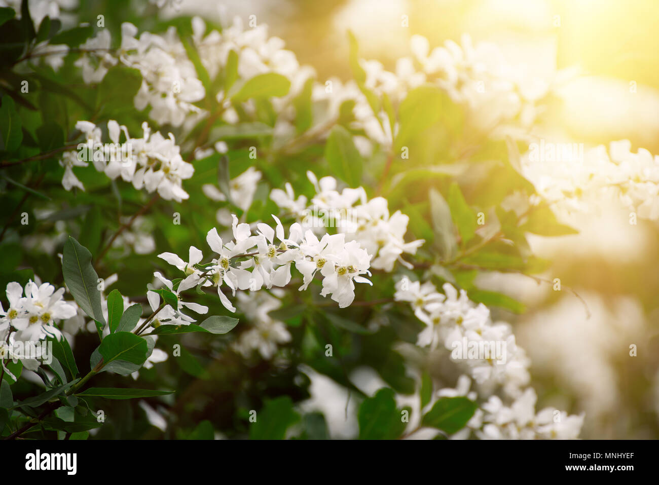 Spring white flowers Stock Photo - Alamy