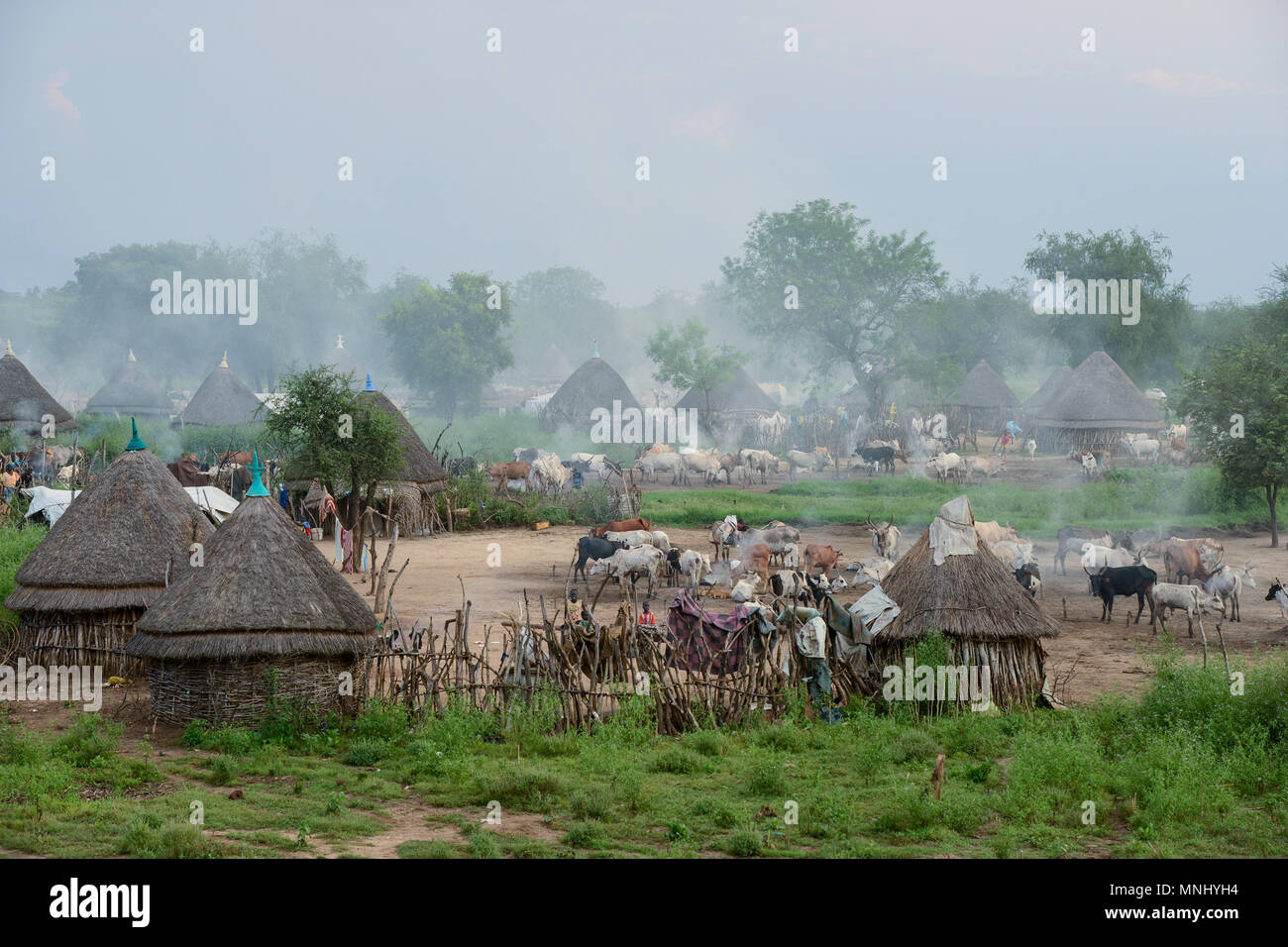 Ethiopia, Gambela, region Itang, village of ethnic group Nuer, cows in ...