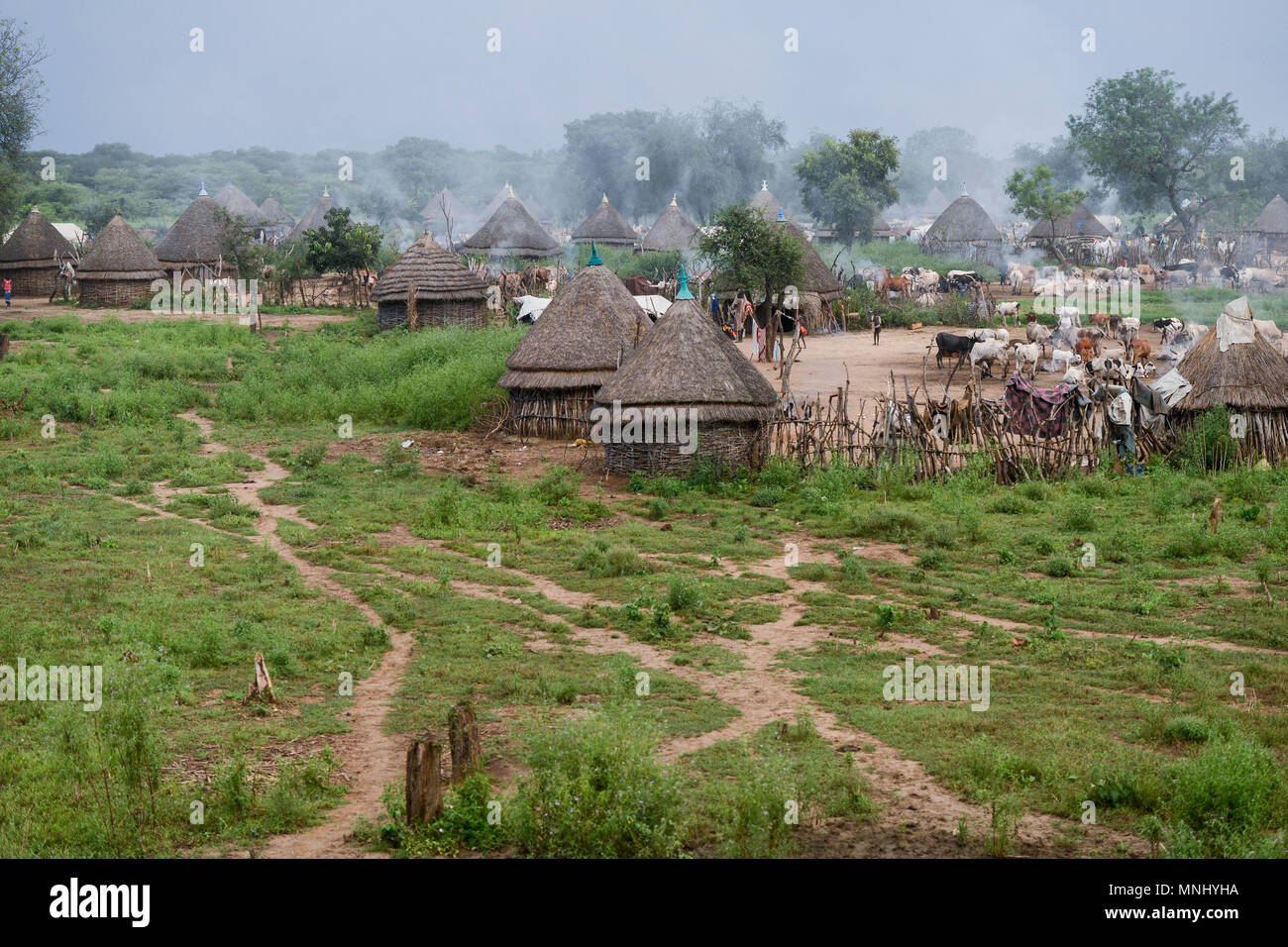 Ethiopia, Gambela, region Itang, village of ethnic group Nuer, cows in ...