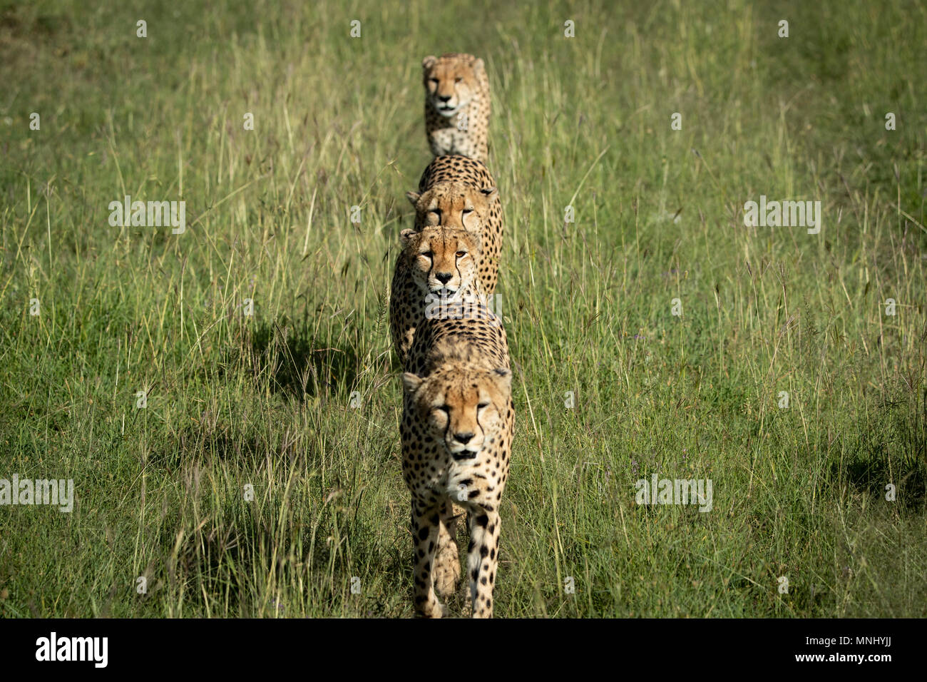 The four musketeers hi-res stock photography and images - Alamy