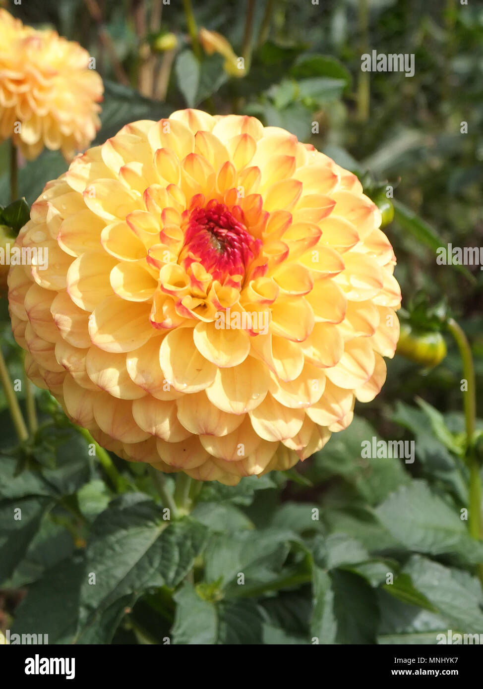 Orangey yellow hi-res stock photography and images - Alamy