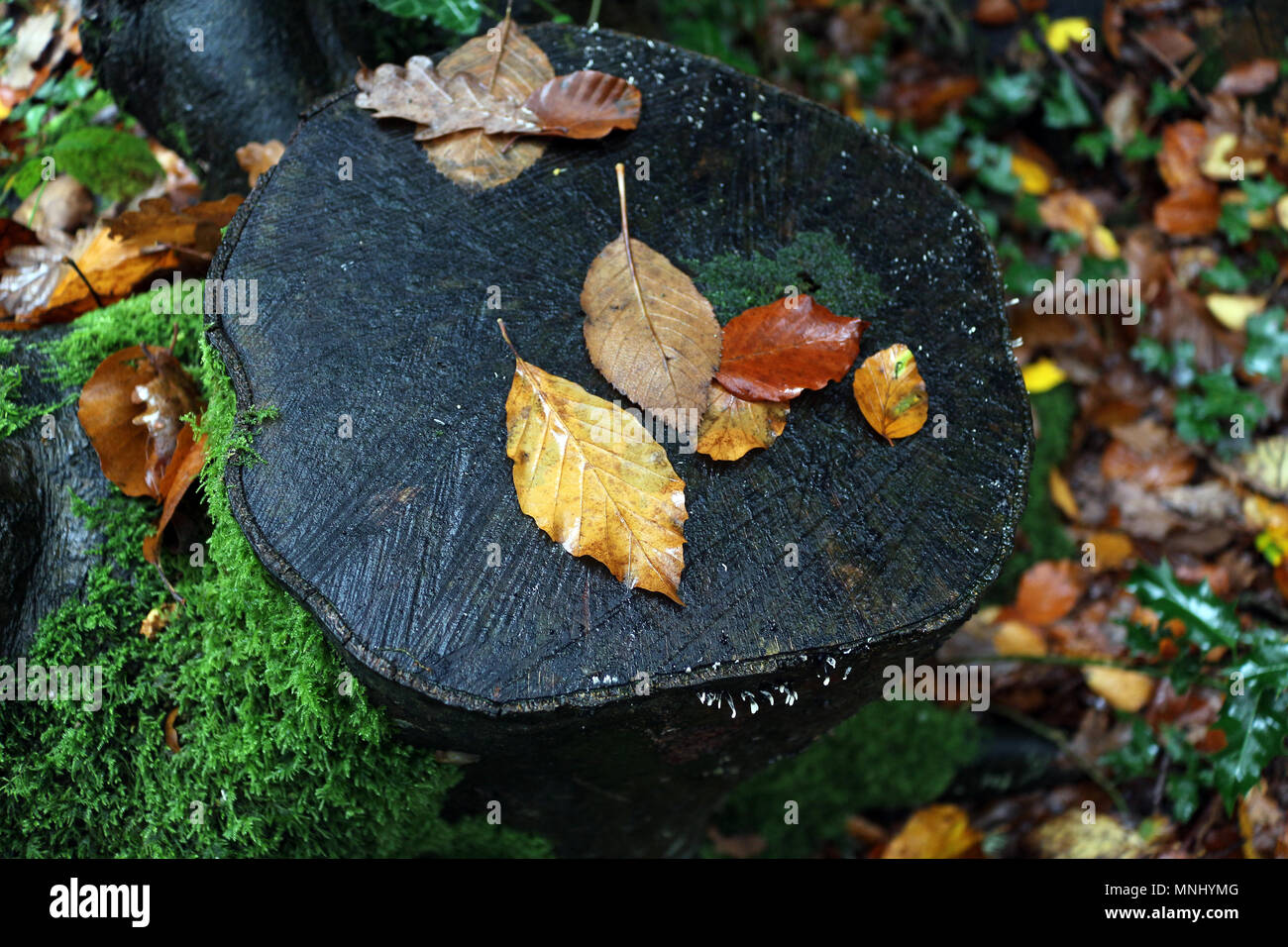 Shapes on fallen tree hi-res stock photography and images - Alamy