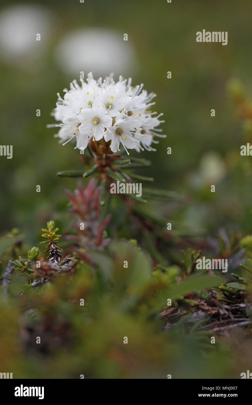 Labrador Tea Plant High Resolution Stock Photography and Images - Alamy