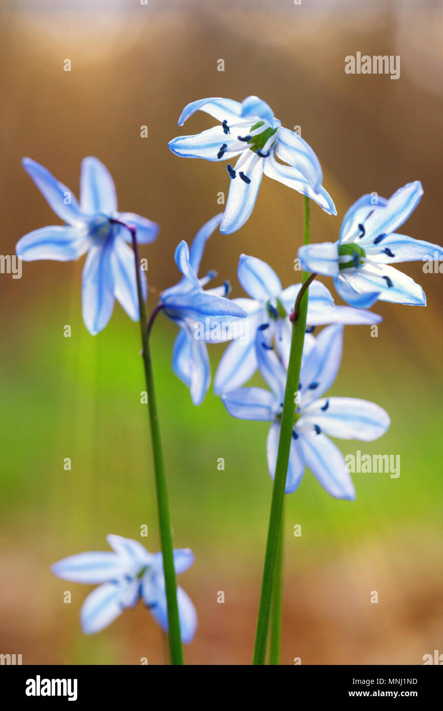 First wildflowers hi-res stock photography and images - Alamy