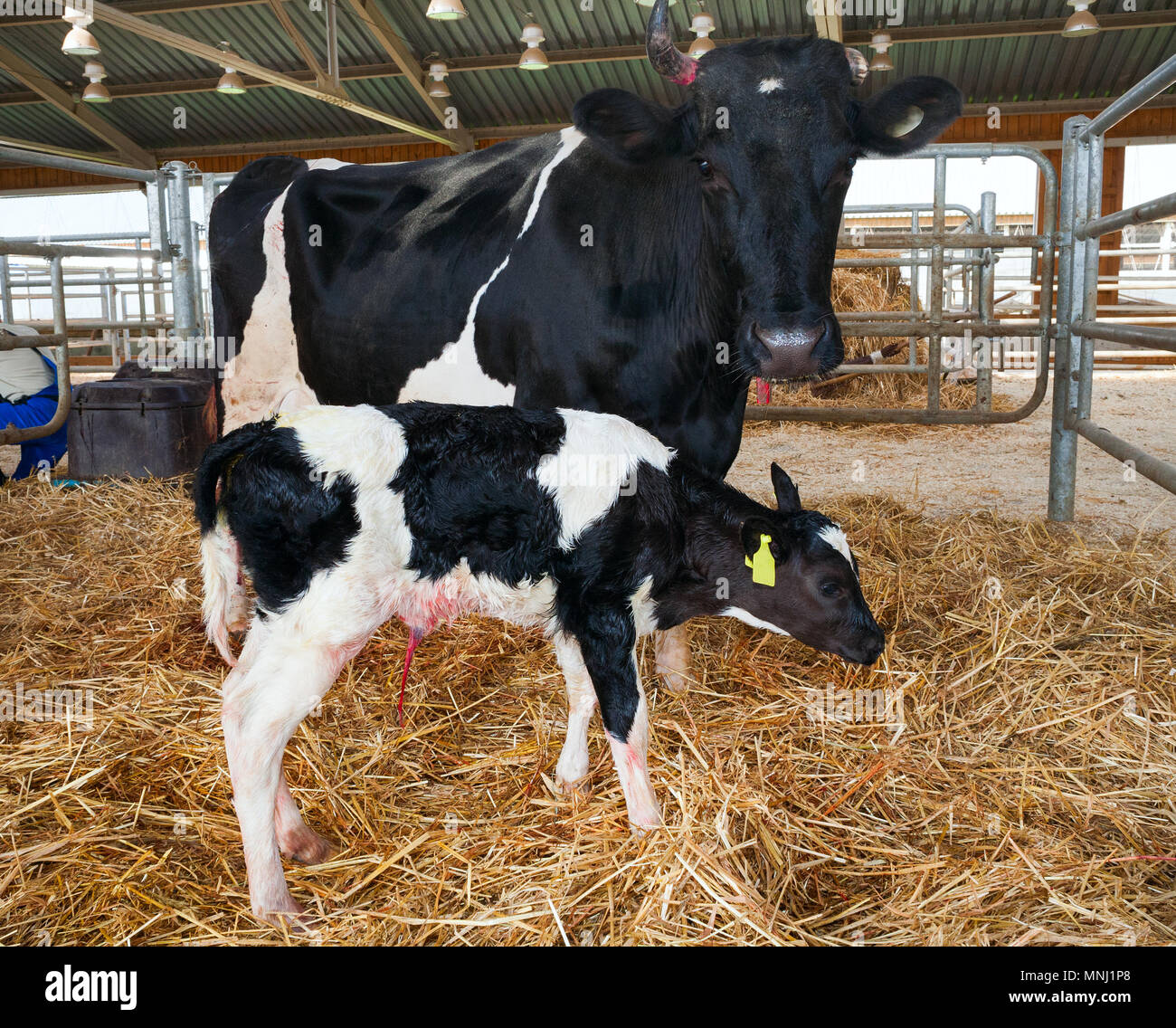 Holstein cow newborn calf hi-res stock photography and images - Alamy