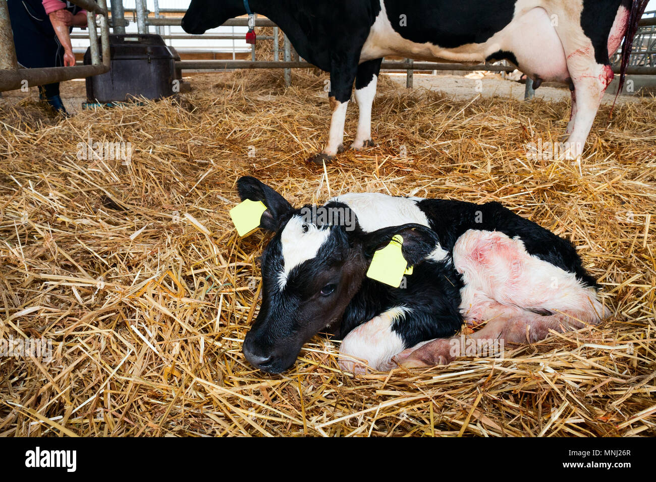 A newborn calf on the farm Stock Photo - Alamy