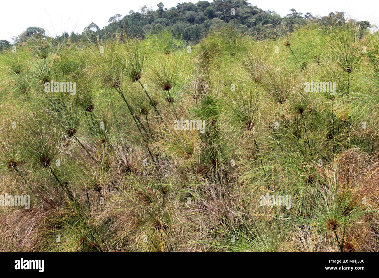A swamp papyrus vegetation in Uganda Stock Photo - Alamy