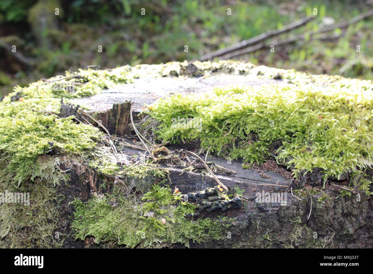 Moss Covered Tree Stump Stock Photo - Alamy