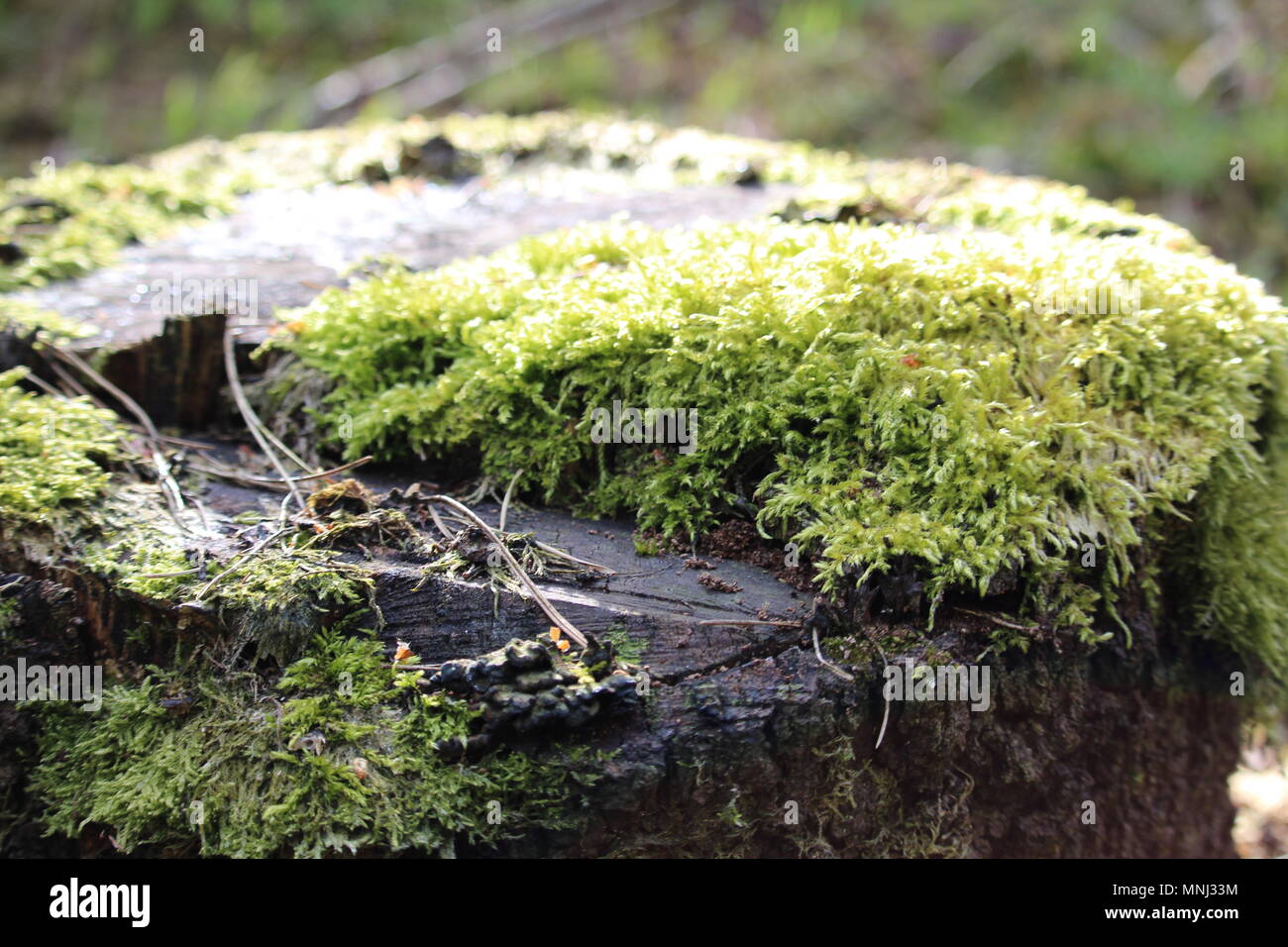Moss Covered Tree Stump Stock Photo - Alamy
