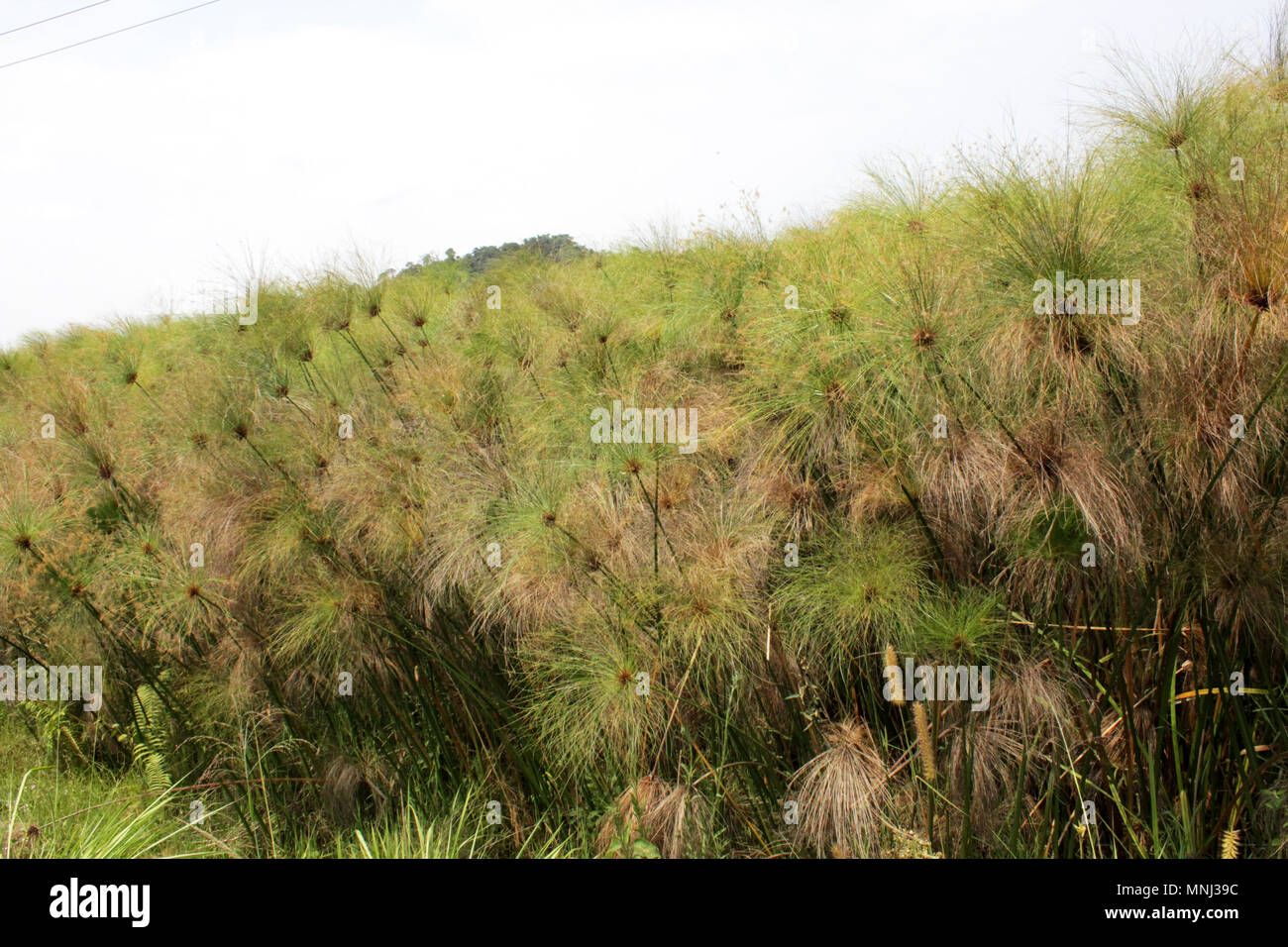 Papyrus swamp vegetation hi-res stock photography and images - Alamy