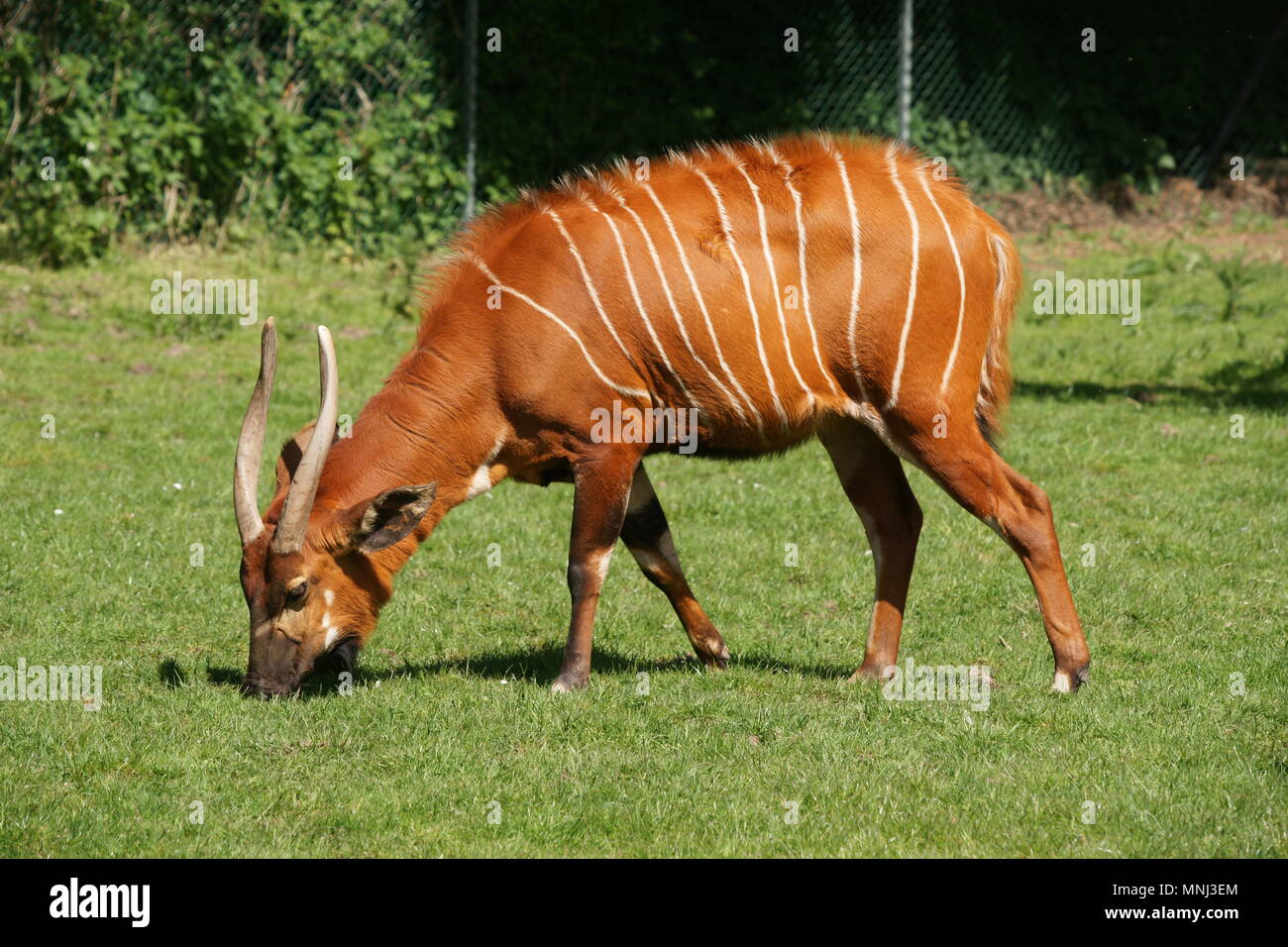 Bongo tragelaphus eurycerus grazing hi-res stock photography and images ...