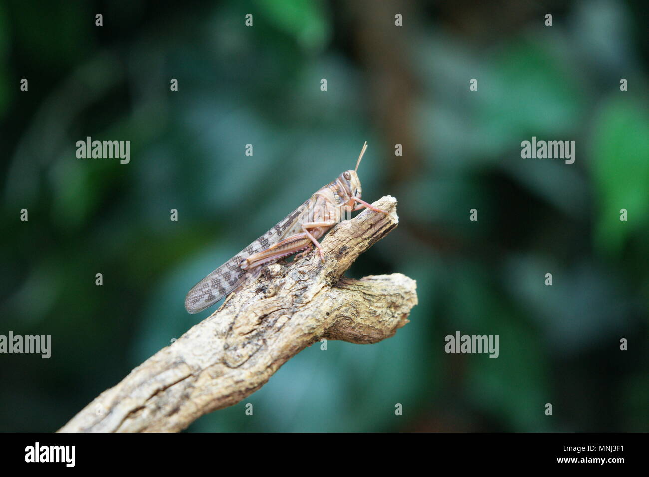 Cricket stick hi-res stock photography and images - Alamy